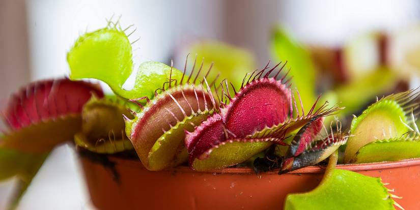 Venus Fly Traps and Pitcher Plants: How to Grow Carnivorous Plants