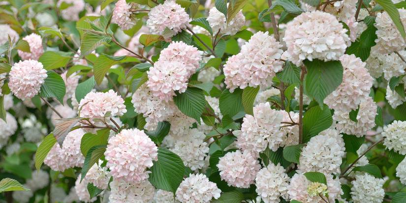 Backyard Bird Sanctuary: Vibrant Shrubs for Food, Shelter, and Color
