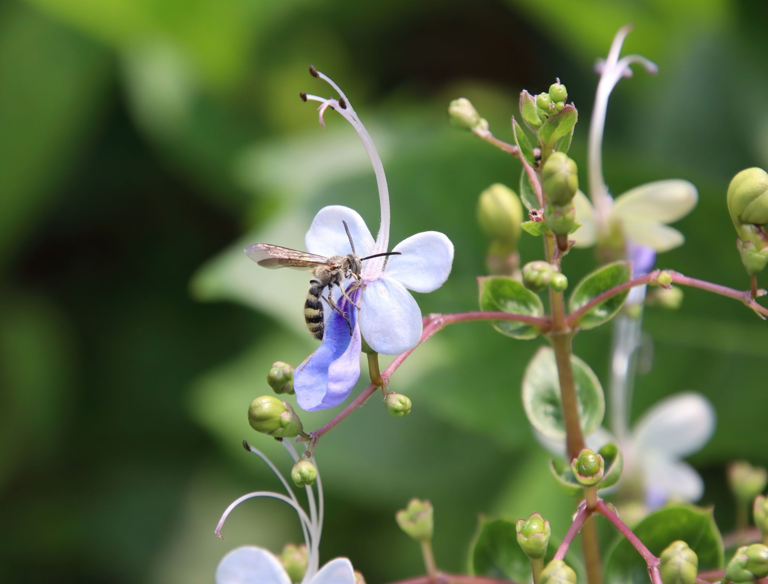 Attract Wasps to Your Garden With Orchids to Support the Local Ecosystem