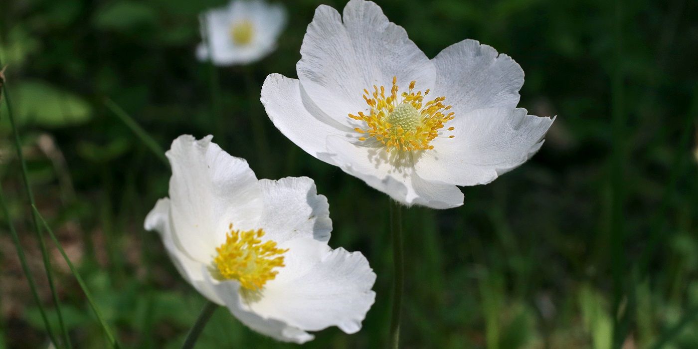 Add Elegent White Flowers to Your Garden