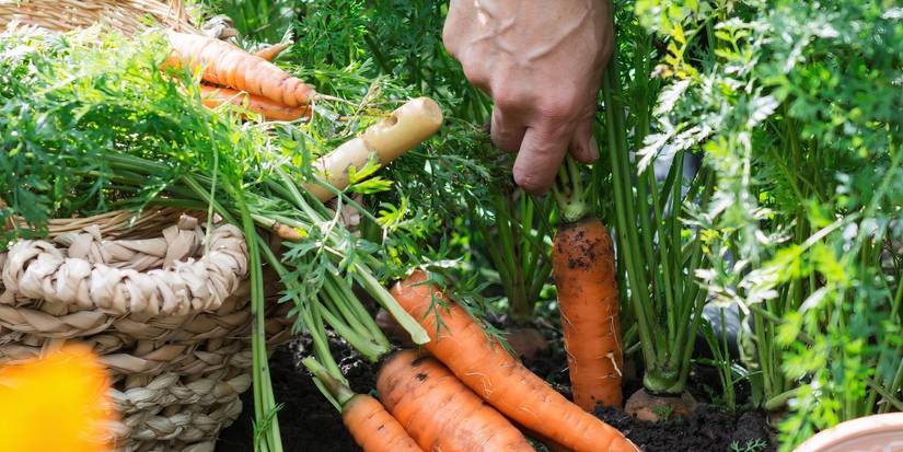 Top May Vegetable Harvesting Techniques for a Bountiful Garden