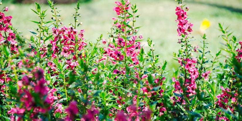 Hybrid Flowers: Add 5 of the Prettiest New Flowers To Your Garden