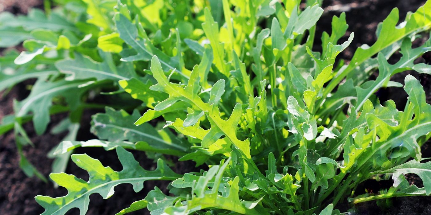 Learn What to Plant This September