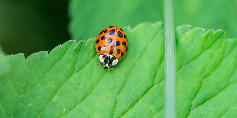 Identifying and Managing Asian Lady Beetles