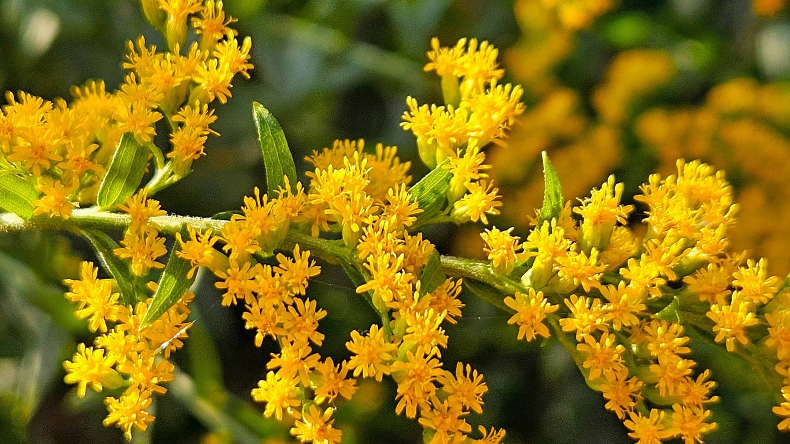 6 Stunning Fall Flowers That Add Cheer to Your Garden