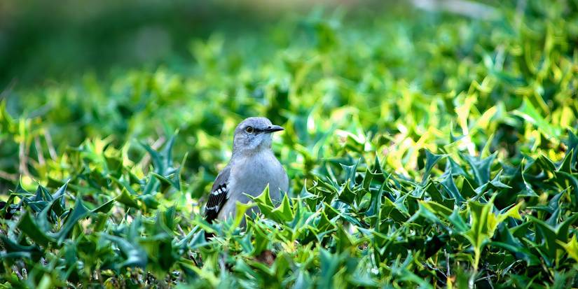 Draw Backyard Birds This Fall With 5 Practical Tips