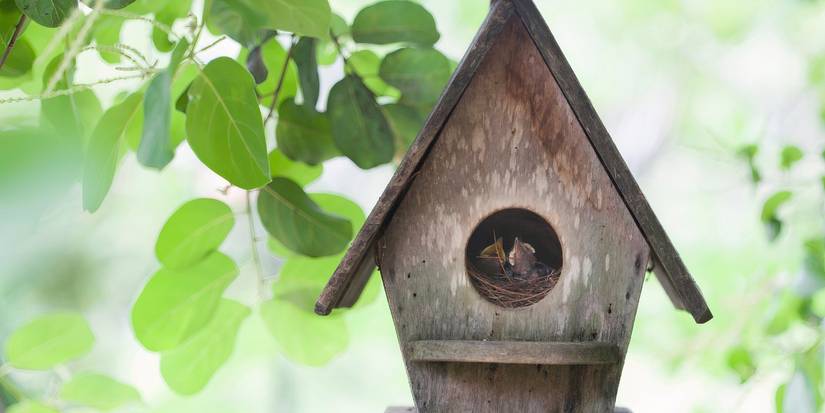 Draw Backyard Birds This Fall With 5 Practical Tips