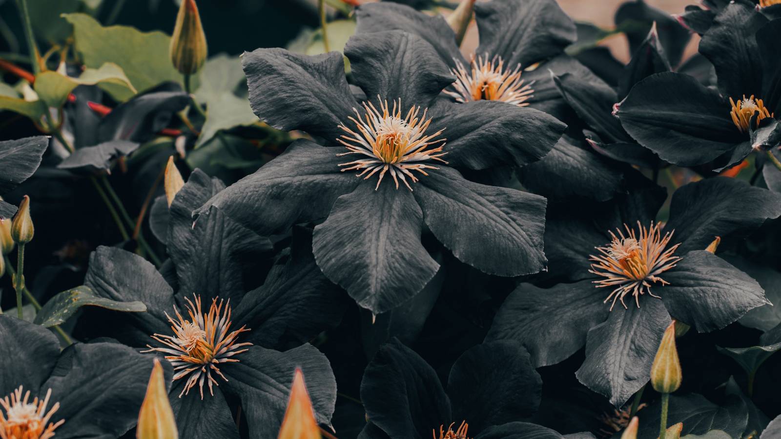 5 Gothic Garden Ideas to Bring Victorian Elegance to Your Outdoor Space