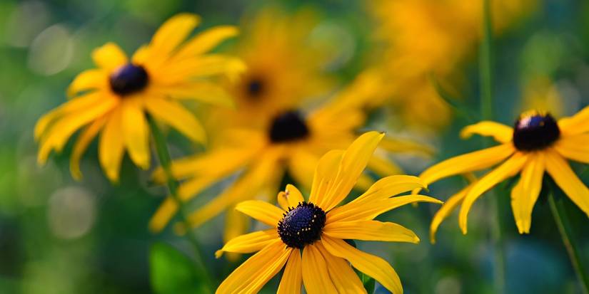 Black Eyed Susan: The Story Behind This Unique Flower Name