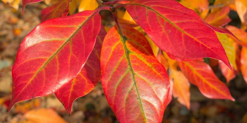 Fall Colors: Look for 5 Key Trees with Stunning Hues