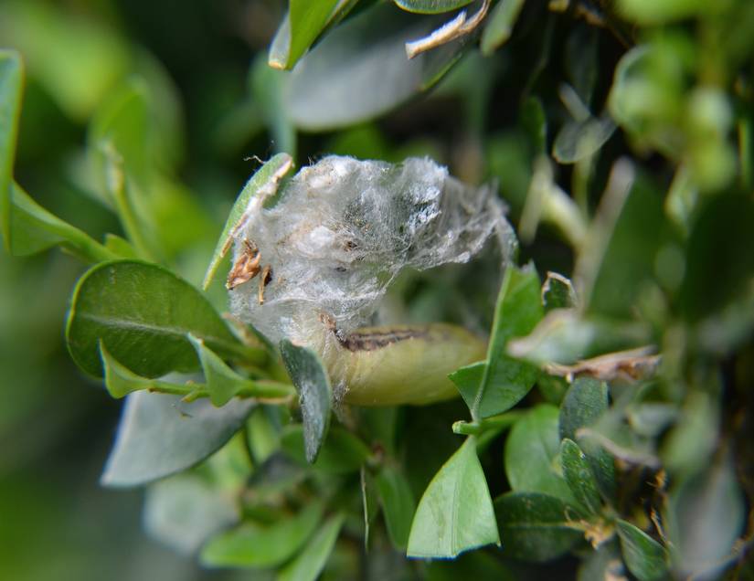 How to Protect Your Garden from the Invasive Box Tree Moth