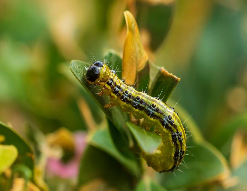 How to Protect Your Garden from the Invasive Box Tree Moth