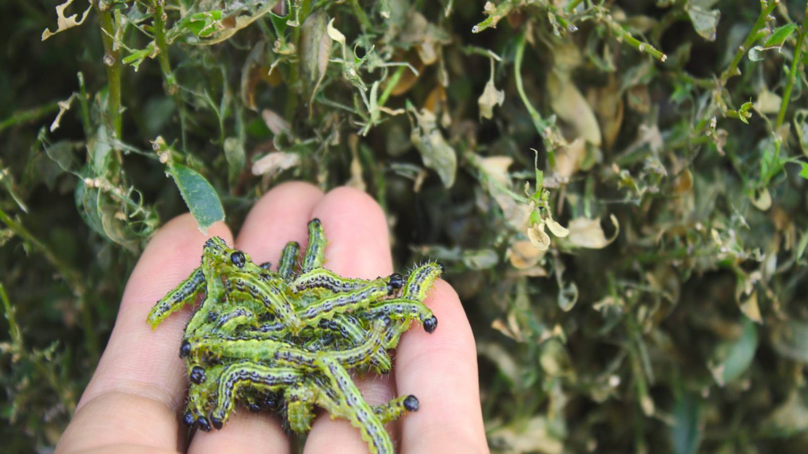 How to Protect Your Garden from the Invasive Box Tree Moth