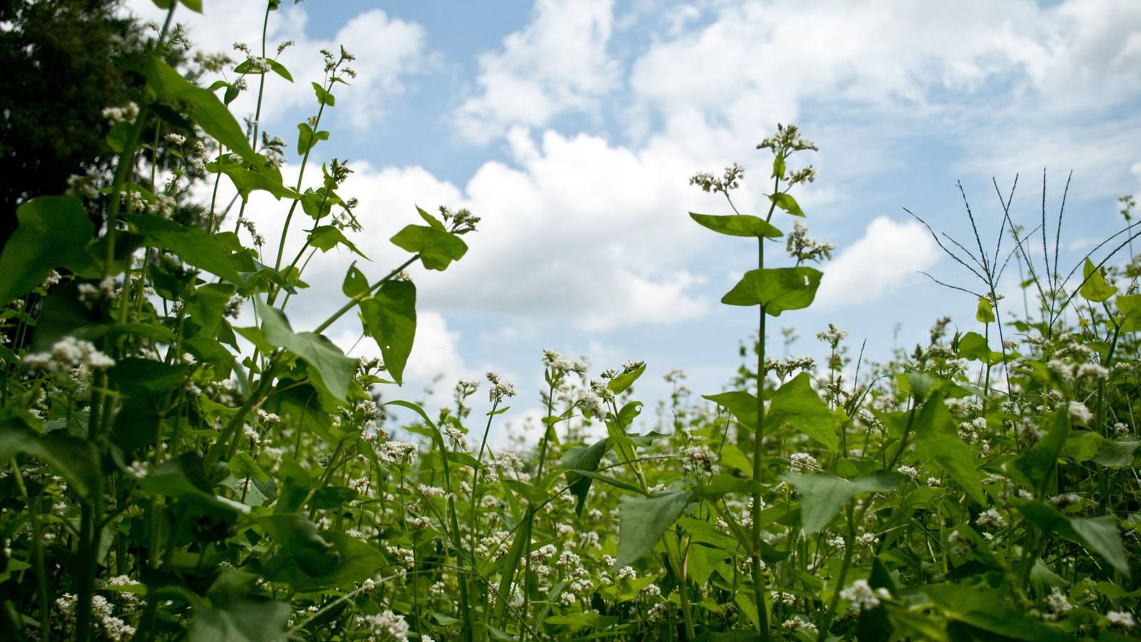 No Till Gardening Hacks: Why Flipping Soil Is Outdated