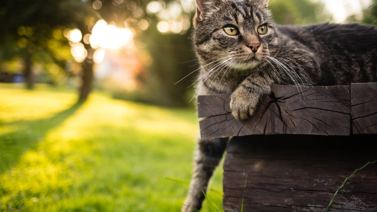 Crafting the Ultimate Cat Friendly Garden: A 5-Step Guide