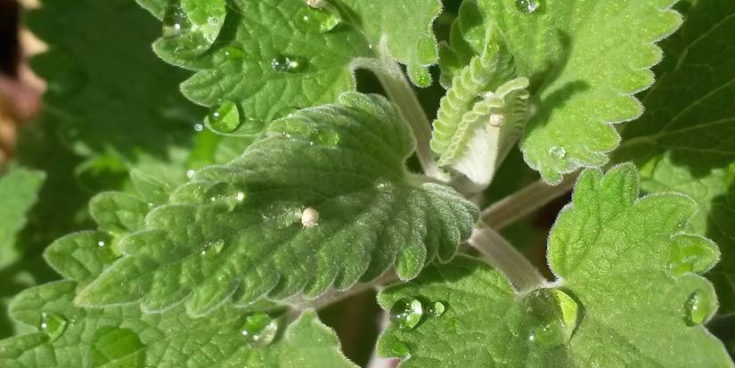 Transform Your Gravel Garden: 5 Perennials You’ll Love