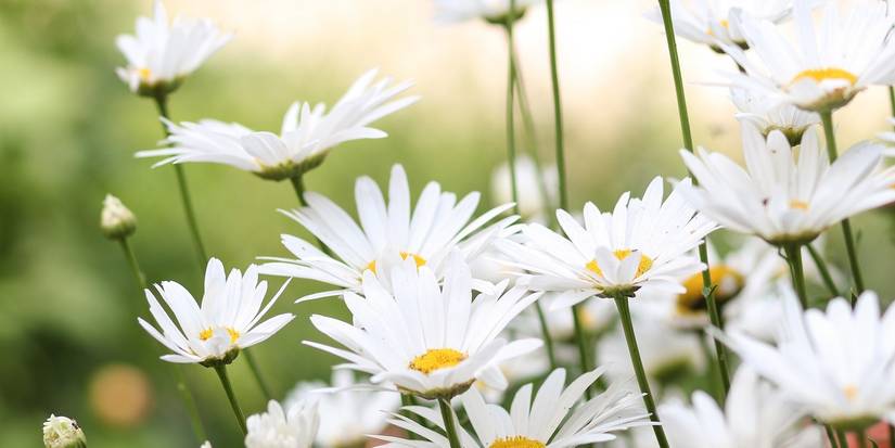 Calming Plants That Naturally Support Better Sleep