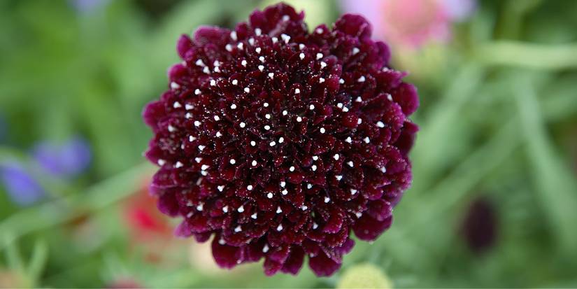 Hybrid Flowers: Add 5 of the Prettiest New Flowers To Your Garden