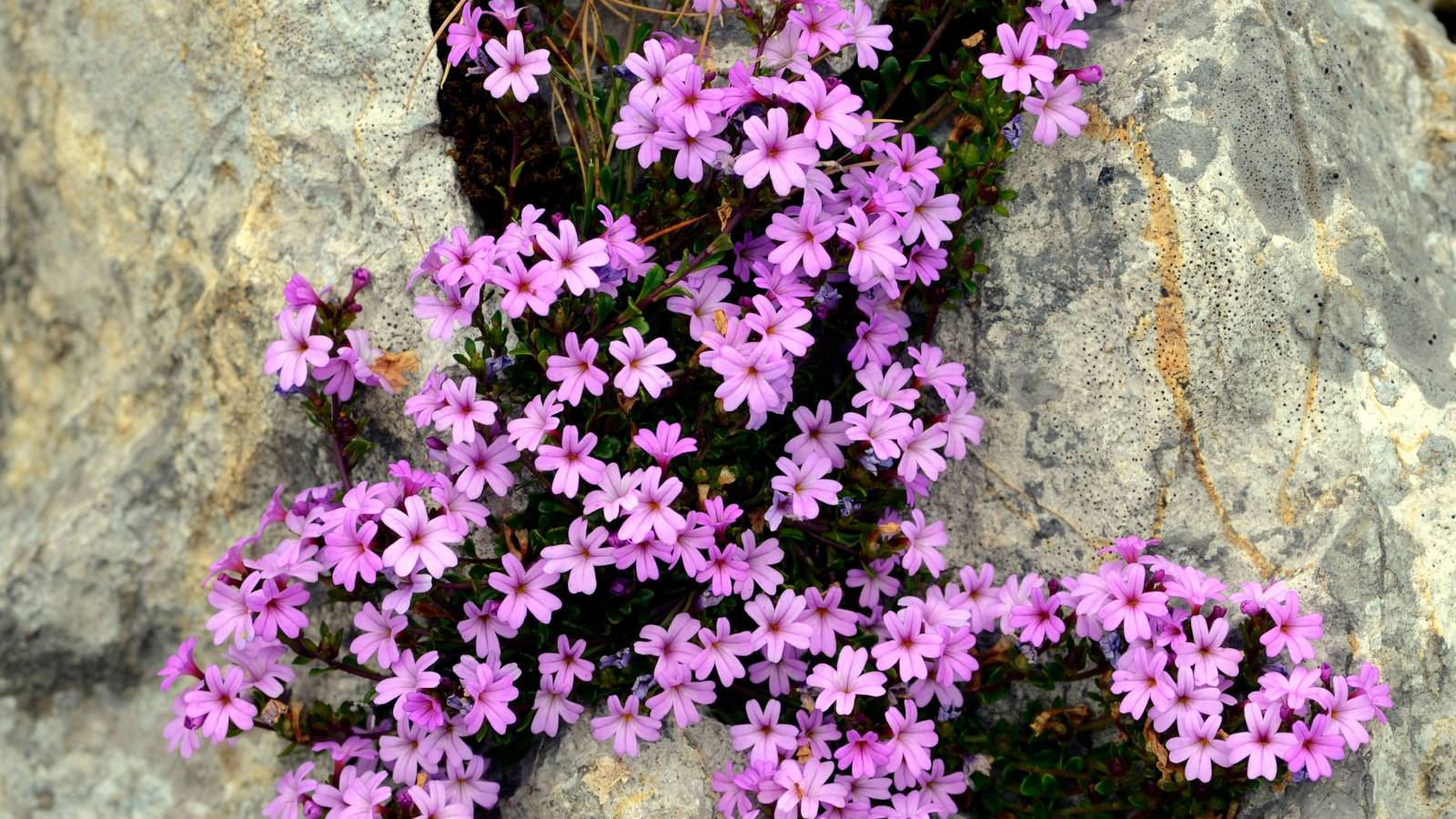 Make a Small Bouquet of Flowers with 6 Indoor and Outdoor Mini Flowers