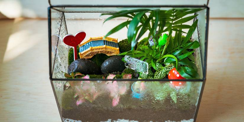 Create a DIY Terrarium With Inspiration From 5 Glass Terrariums