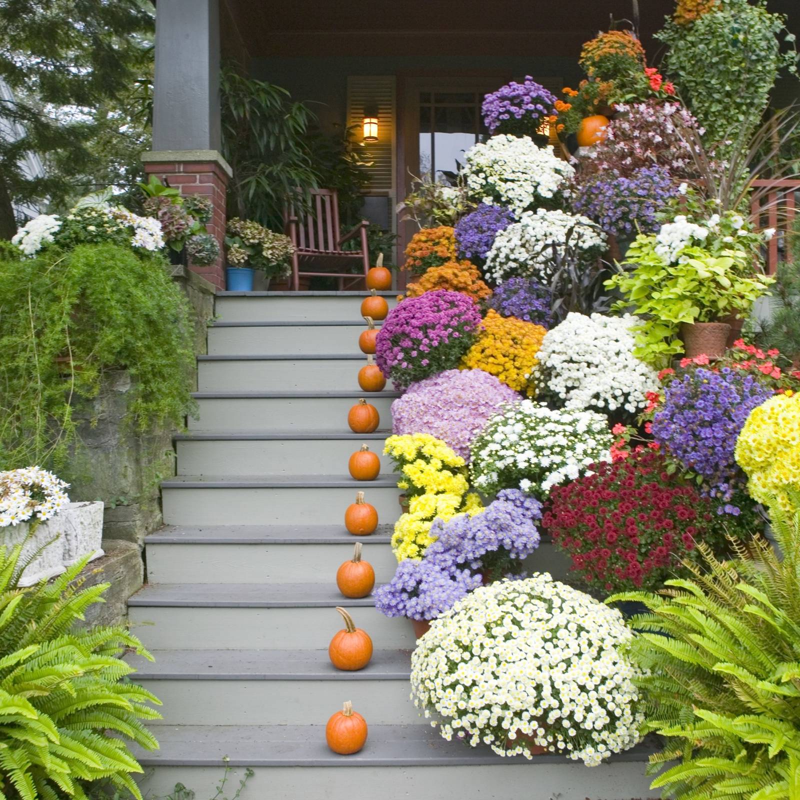 potted flowers for fall