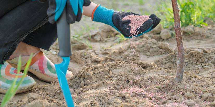 7 Proven Tips to Guard Your Shrubs in Fall