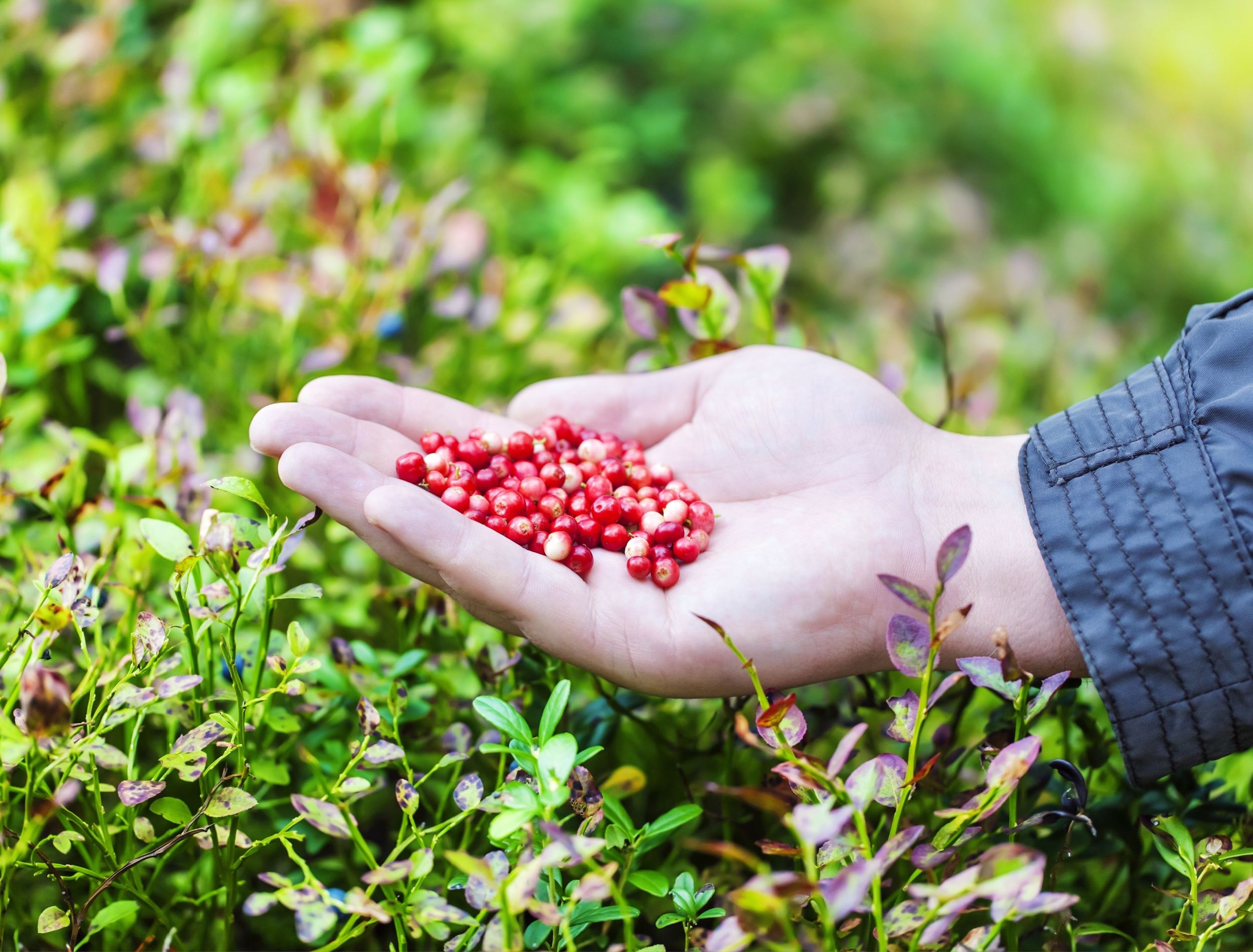 Edible Berries: 5 Types of Berries Ready to Harvest During Fall