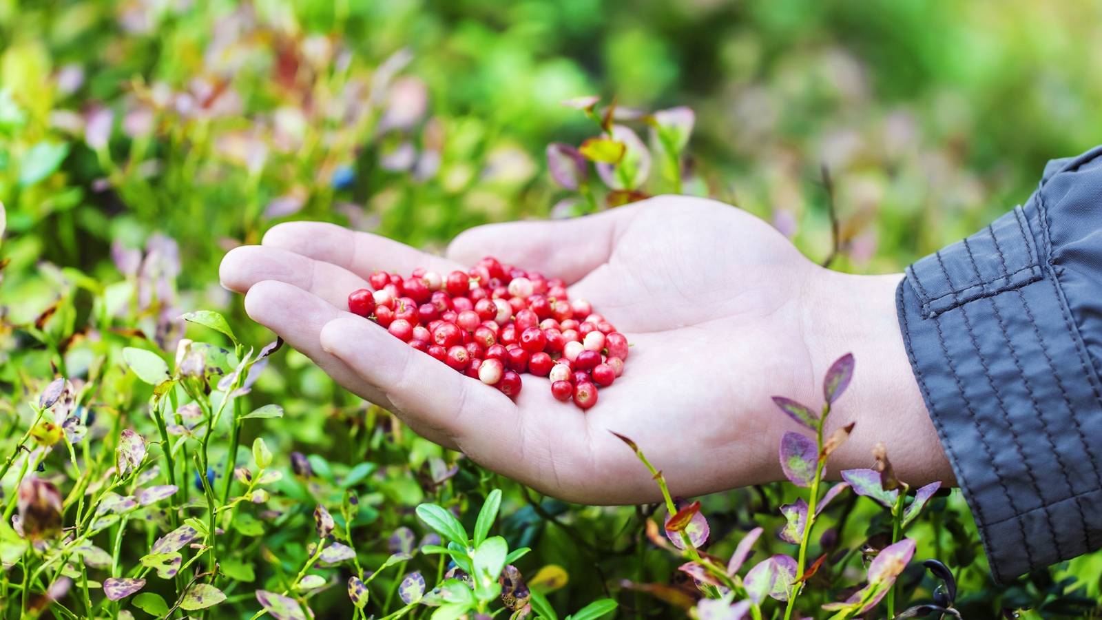 Edible Berries: 5 Types of Berries Ready to Harvest During Fall