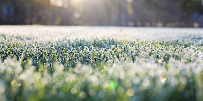 How to Protect Potted Plants from an Early Frost