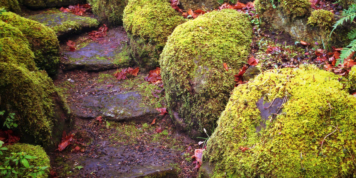 Simple Landscaping Ideas Moss