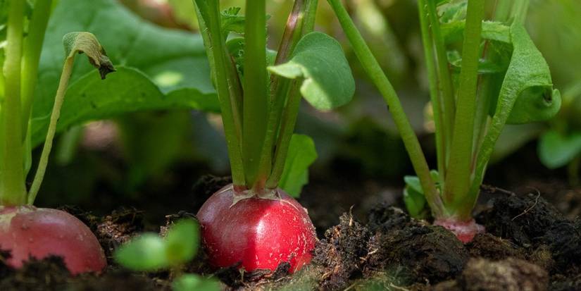 Spring Garden Bolting Solutions: Keep Your Veggies Tender Longer