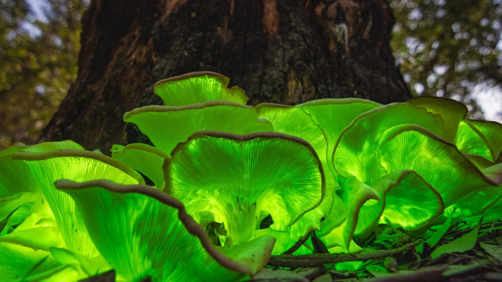 Discover Glow-in-the-Dark Garden Ideas for a Stunning Nightscape