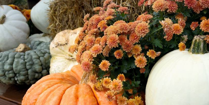Use Decorative Gourds to Create Stunning Fall Decor