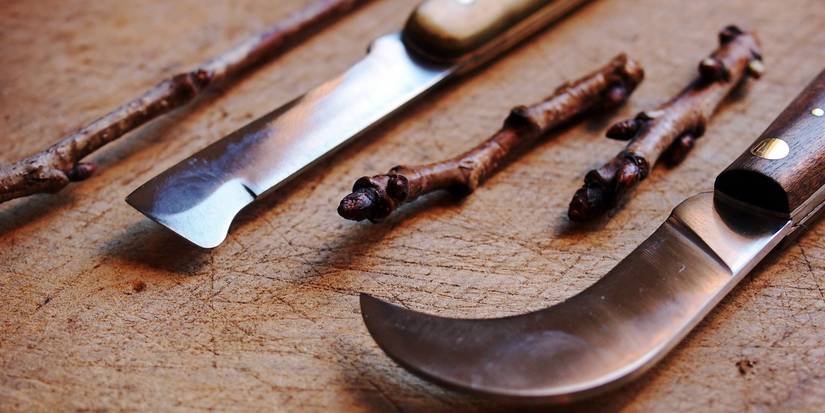 Become a Grafting Expert: How to Do It Like a Pro