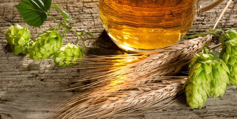 How Plant Science is Slowly Revolutionizing the Beer Industry