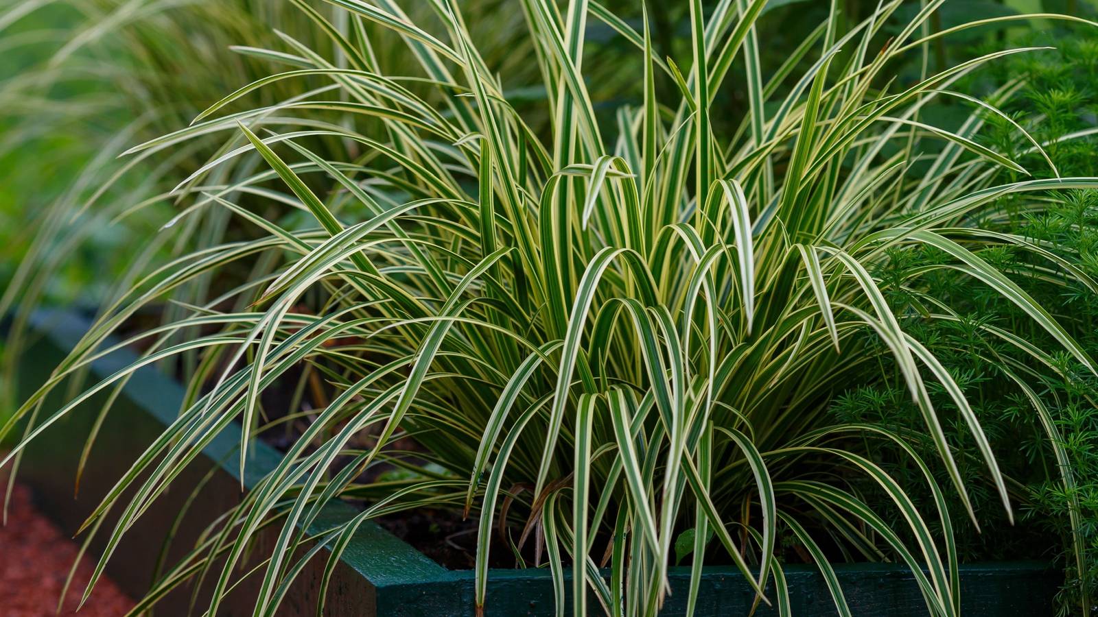 How Sedges Bring Beauty and Balance to Your Outdoor Space