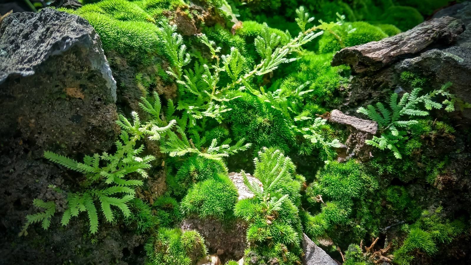 Backyard Ideas: Create a Lush Moss Garden in Your Yard