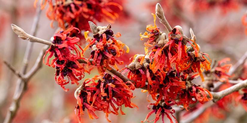 5 Low Maintenance Bushes To Add a Splash of Fall Color to Your Yard