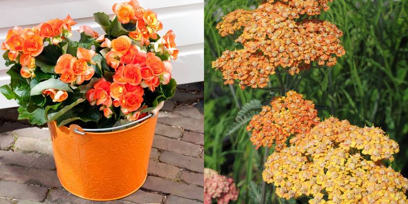 5 Landscaping Plant Colors You'll See Everywhere This Year