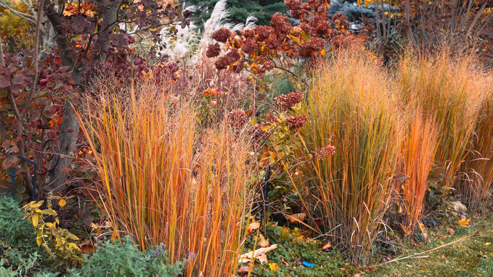 Transform Your Garden This Fall with Ornamental Grasses