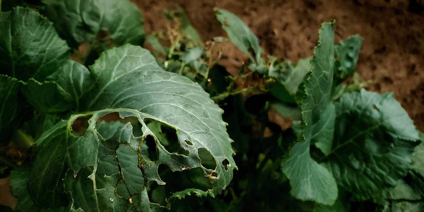 Proven Ways to Control Squash Bugs