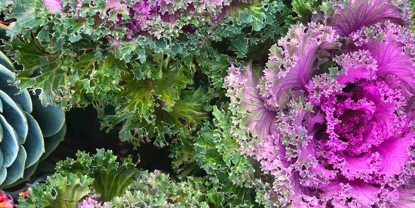 Design a Stunning Fall Garden with 7 Ornamental Plants