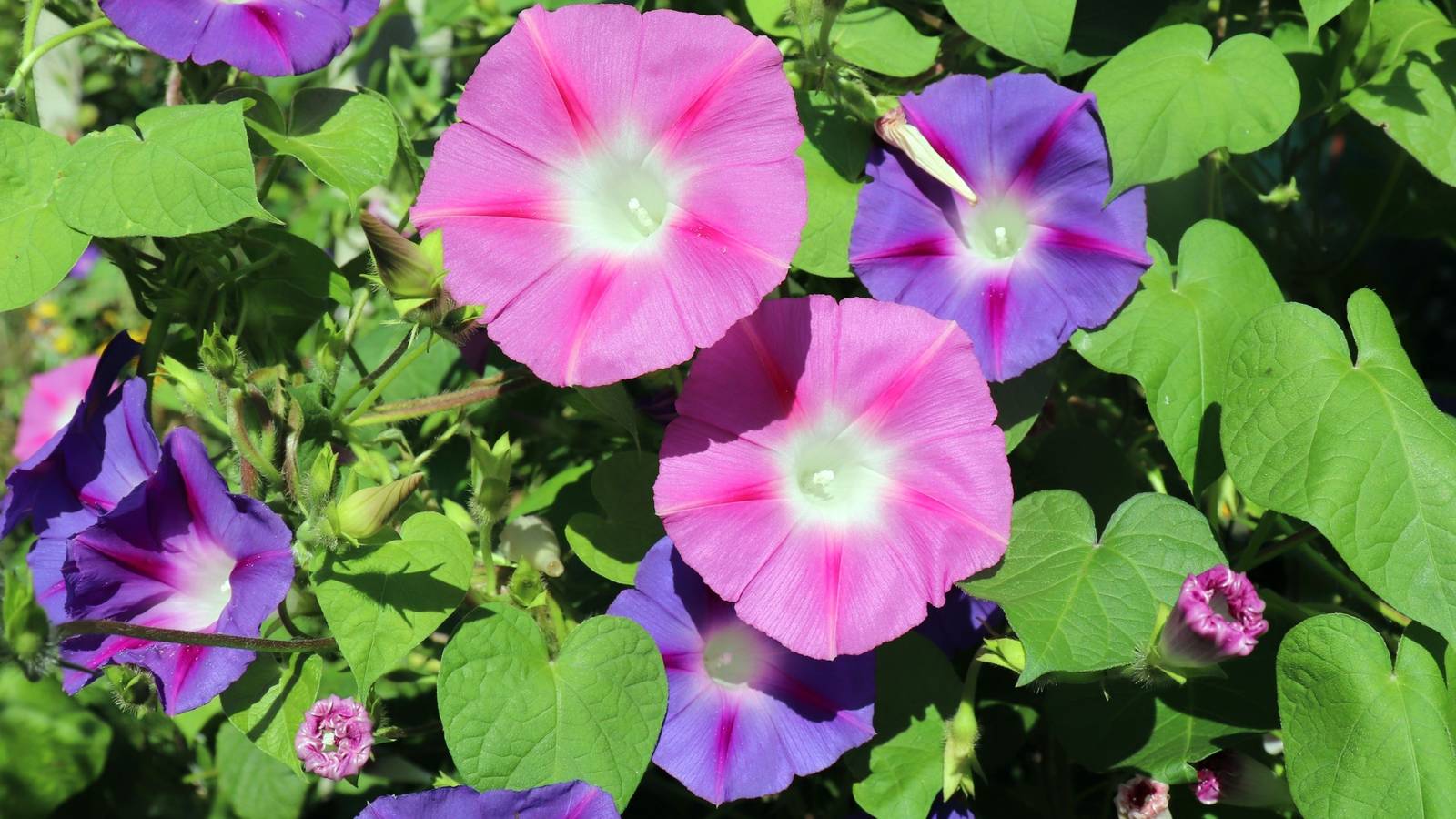 The Aster Flower or Morning Glory: Choose Your September Birth Flower