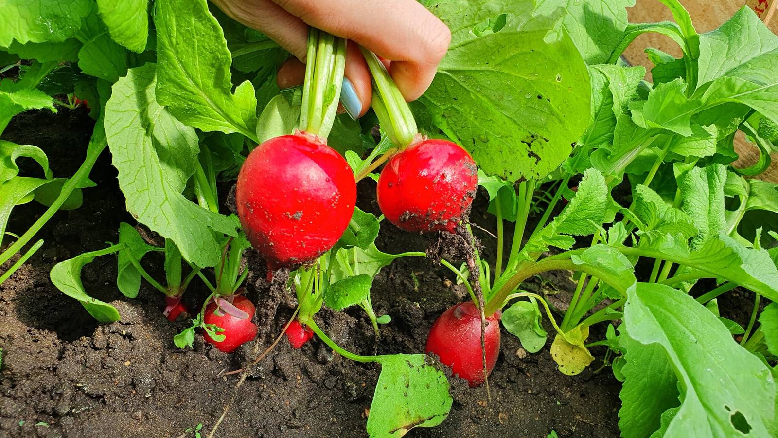 What Are the Best Veggies to Plant in September?