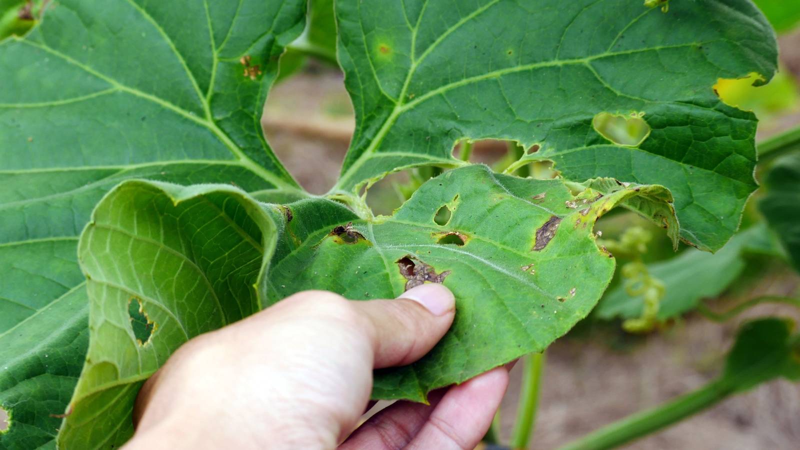 Effective Strategies To Protect Fall Gourds From Garden Pests