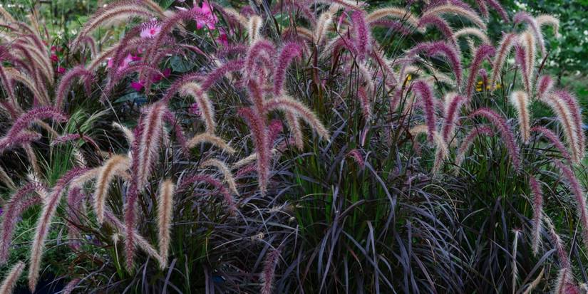 7 Resilient Plants for Windy Gardens: Bend, Don't Break in Storms