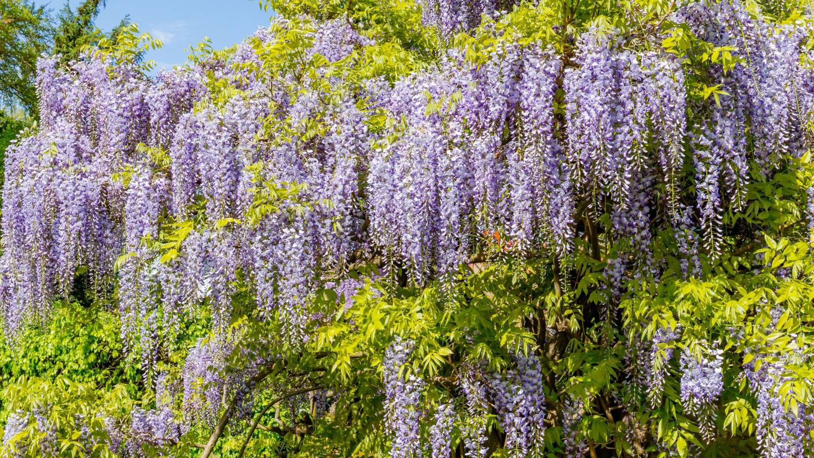Drooping Trees That Aren't Willows