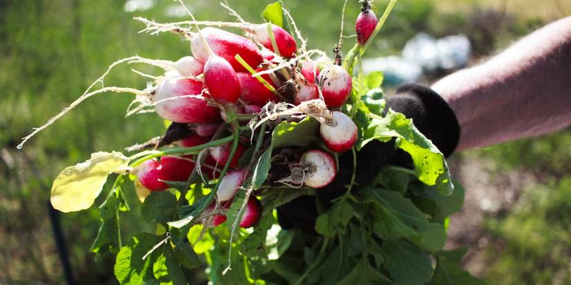 Top May Vegetable Harvesting Techniques for a Bountiful Garden