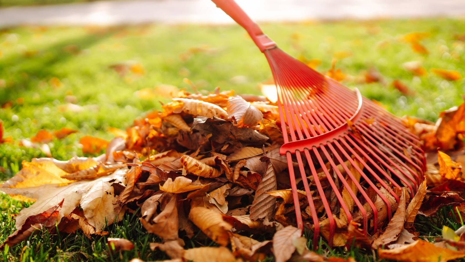 Keep Your Yard Clean: Top Tree Debris to Manage This Fall