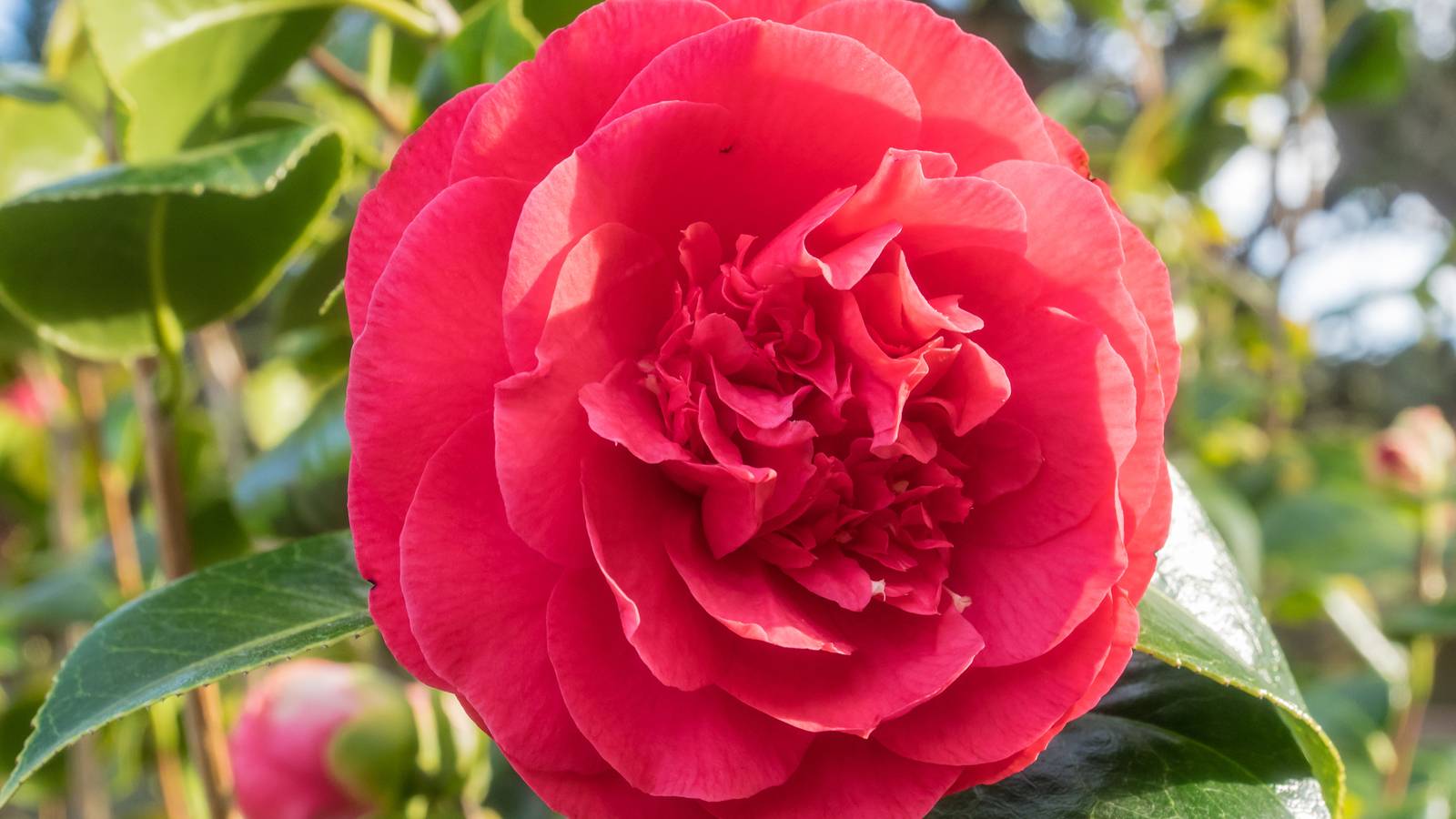 Transform Your Garden with the Rarest Flower on Earth